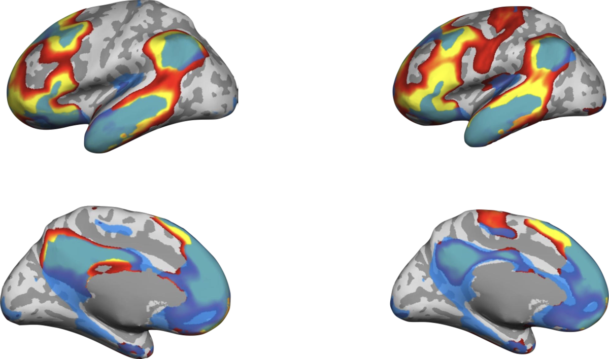 Many brain regions that process language also control the insides of ...