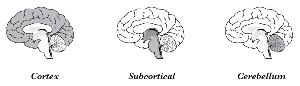 Cerebral cortex - 7½ Lessons